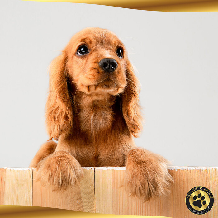 Cocker Spaniel :: Pet Top Paradise Criadero Canino