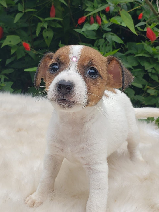 Cachorros Jack Russell Bogotá Criaderos Canino